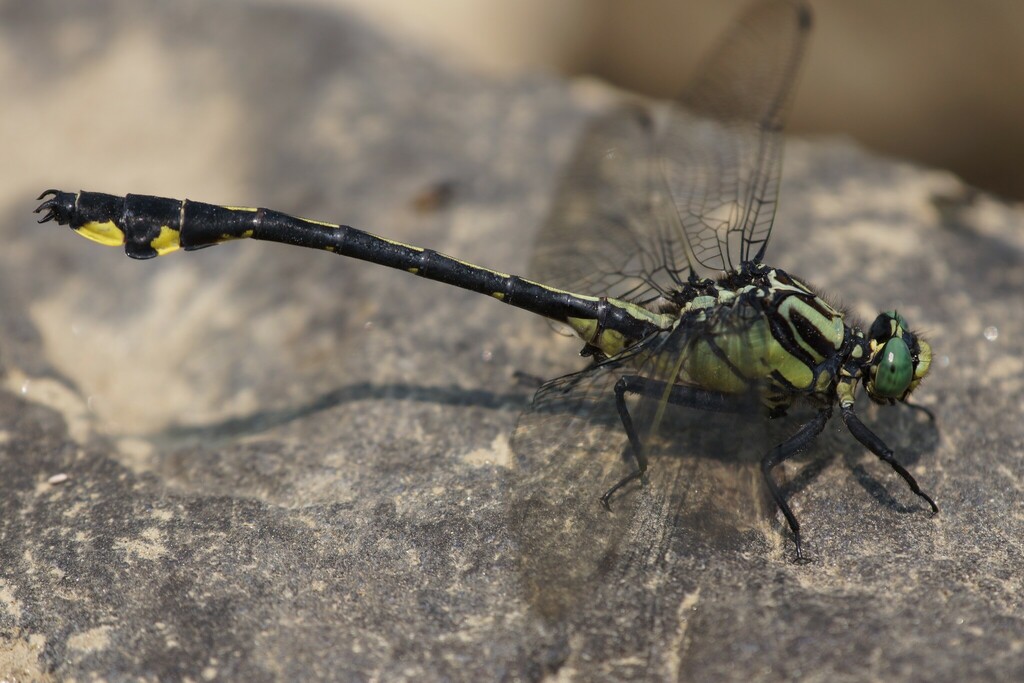 Splendid Clubtail in June 2023 by Max Ramey · iNaturalist