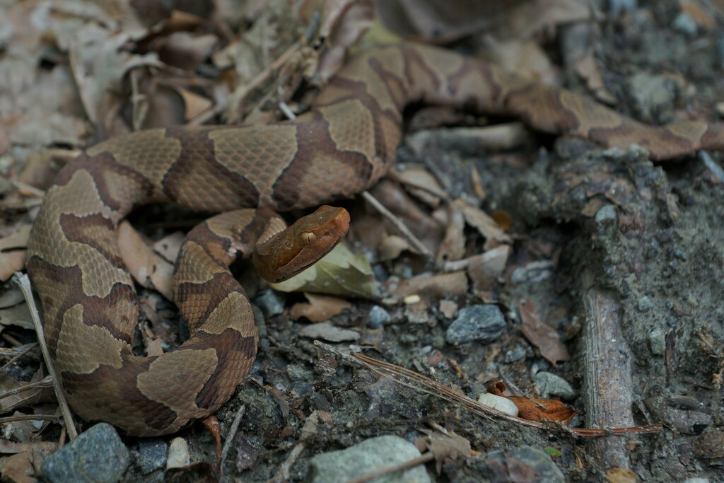 Eastern Copperhead in June 2023 by Max Ramey · iNaturalist
