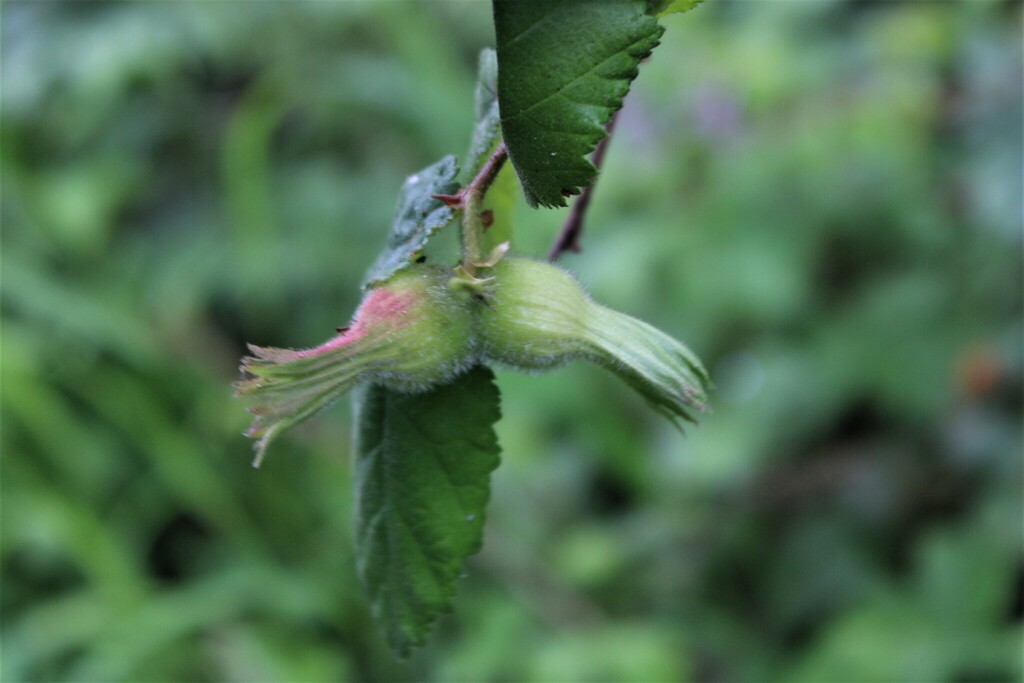 beaked hazelnut from Mount Wittenberg Trail, California 94956, USA on ...
