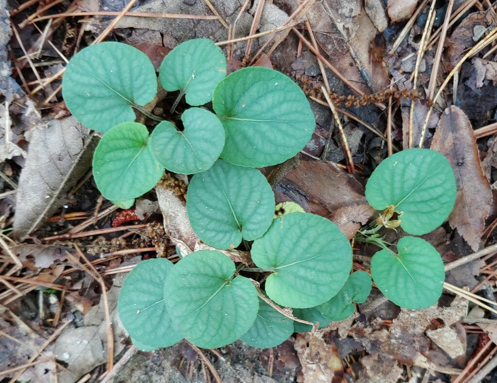 Prostrate blue violet from Dekalb County, GA, USA on June 12, 2023 at ...