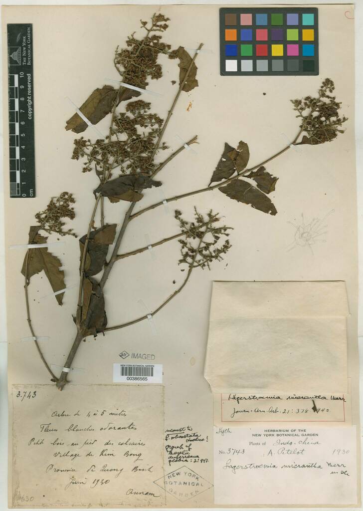 (Lagerstroemia micrantha) - Botanical Realm