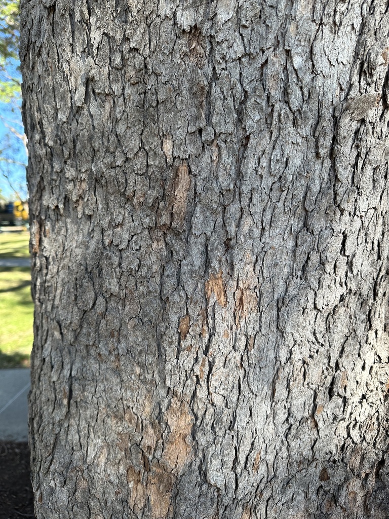 Pink Bloodwood (Flora on K'gari) · iNaturalist