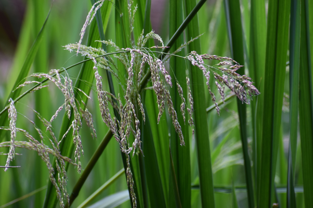 Giant Cutgrass in June 2023 by gman122 · iNaturalist