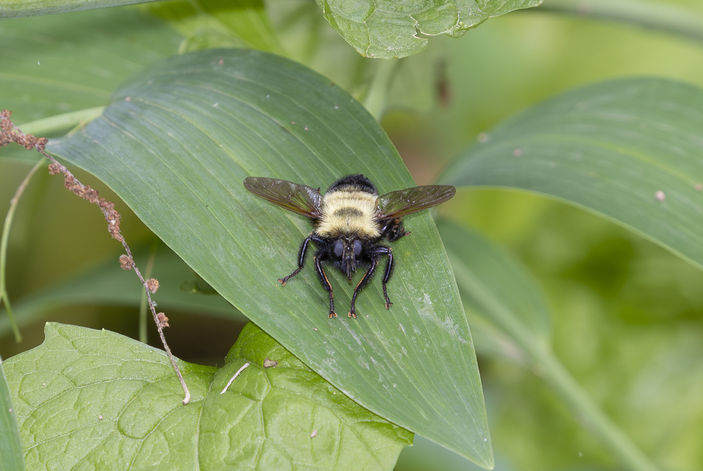 Bee-mimic Robber Flies from Montgomery County, OH, USA on June 12, 2023 ...