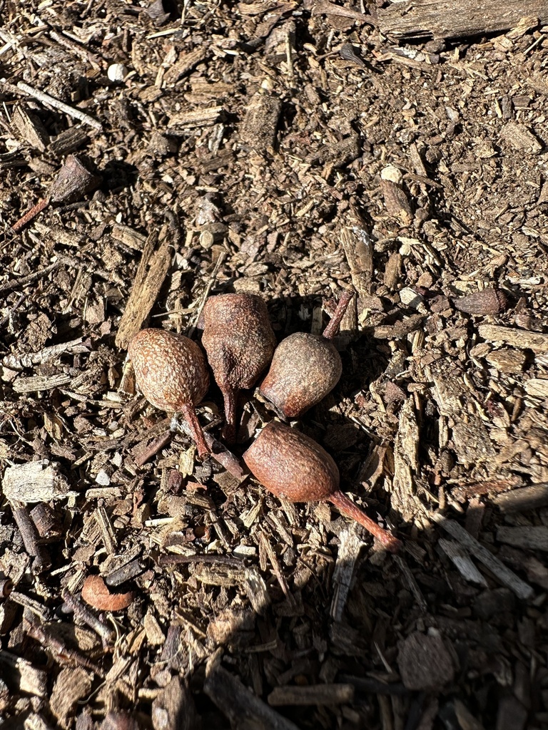 Pink Bloodwood (Flora on K'gari) · iNaturalist