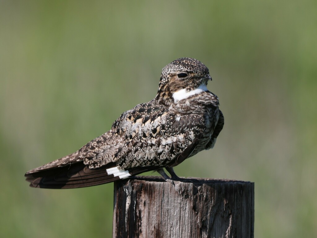 Common Nighthawk from Chambers County, TX, USA on June 9, 2023 at 04:30 ...