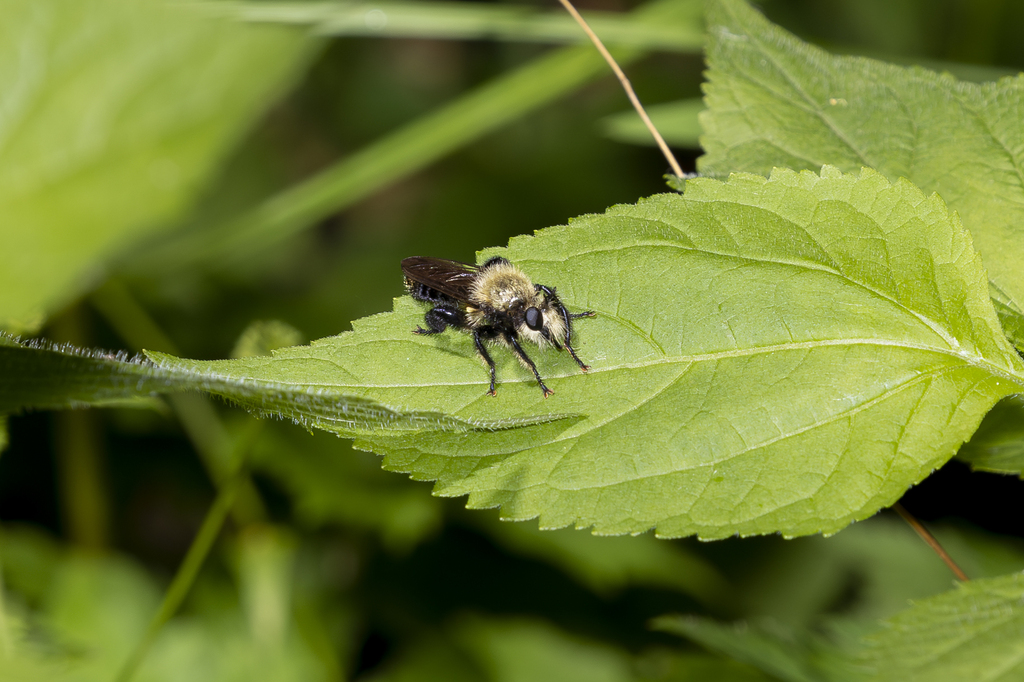 Bee-mimic Robber Flies from Montgomery County, OH, USA on June 12, 2023 ...
