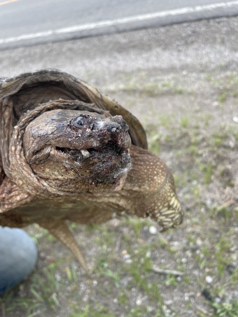 Common Snapping Turtle from Reynolds Rd, Leeds and the Thousand Islands ...
