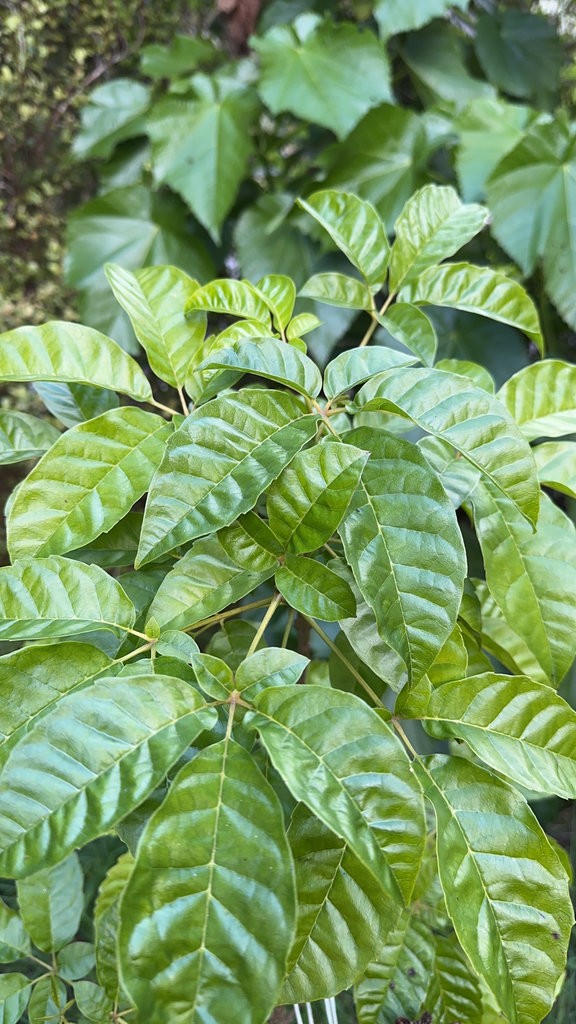 Puriri on June 13, 2023 at 01:59 PM by Jill Lancaster · iNaturalist