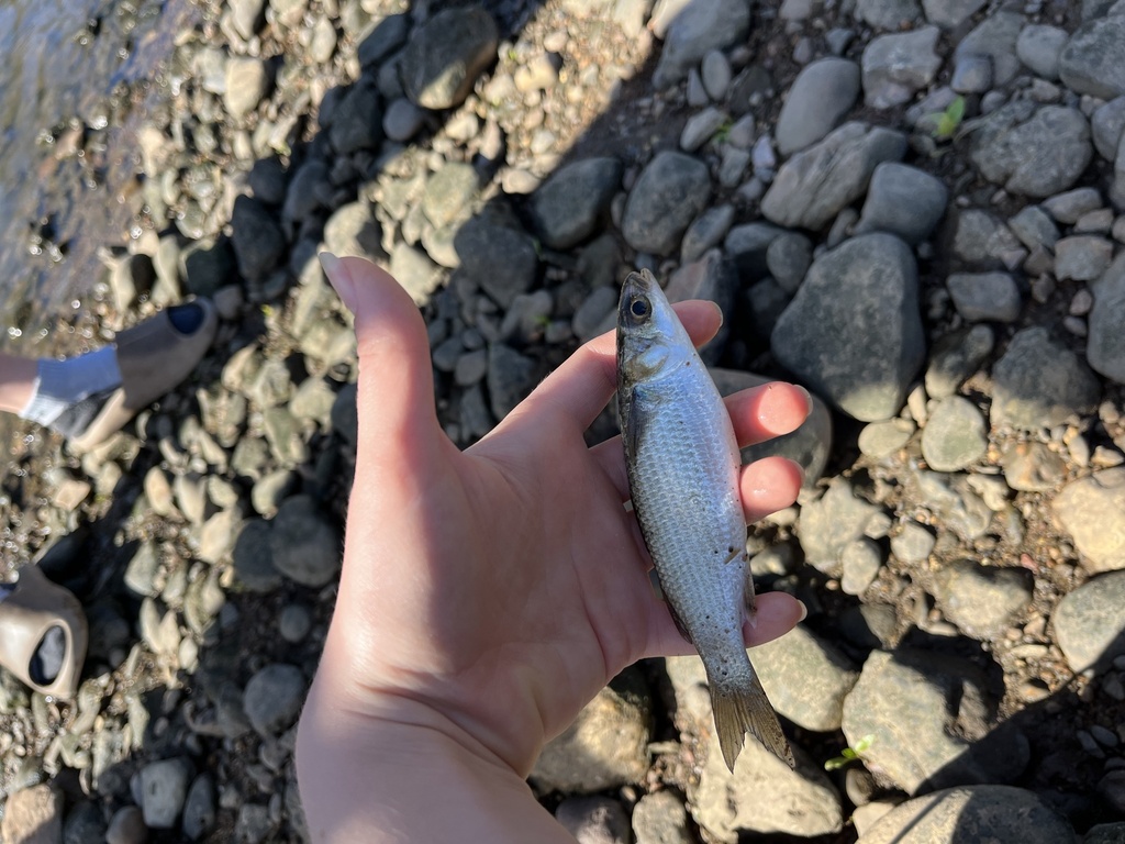 Sea Mullet from Colleges Crossing Recreation Reserve, Chuwar, QLD, AU ...
