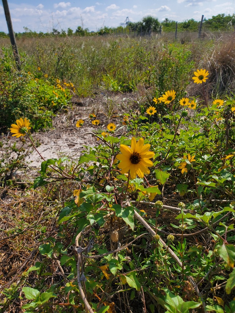 sunflowers from Apollo Beach, FL 33572, USA on June 12, 2023 at 10:08 ...