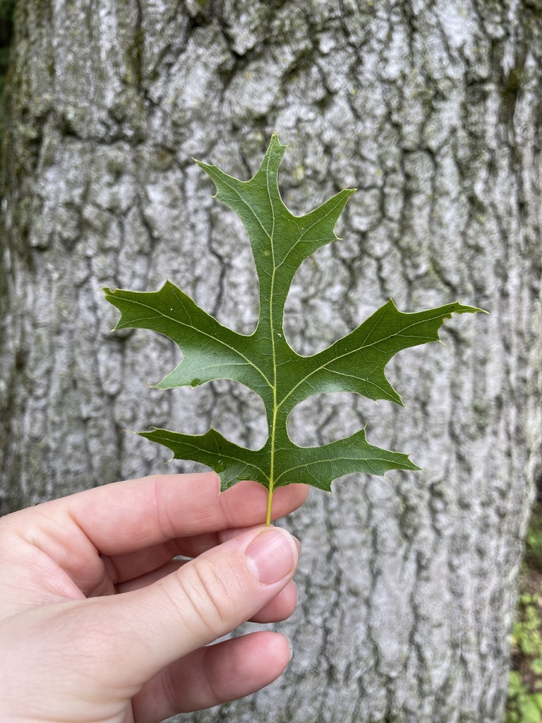northern pin oak in June 2023 by Jacqueline Weber · iNaturalist