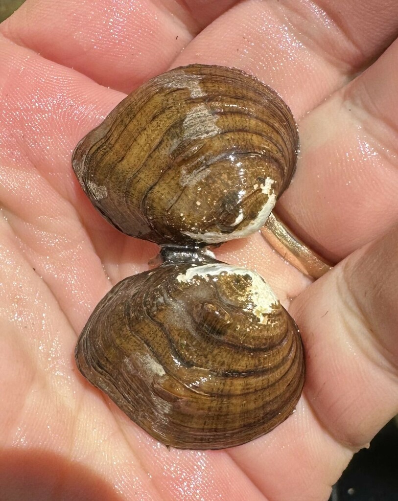 Three-horn Wartyback from Paint Rock River, downstream of Co. Rd. 12 ...