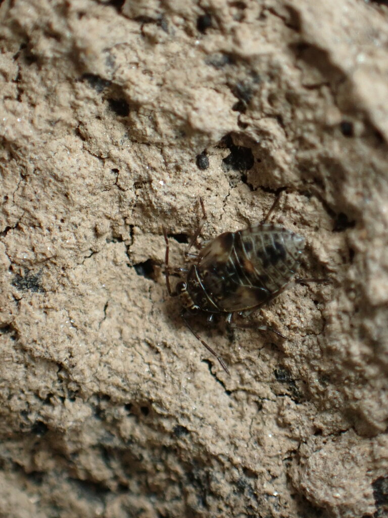 Shore bugs from Belle and Mayo Islands, Richmond, VA, USA on June 9 ...