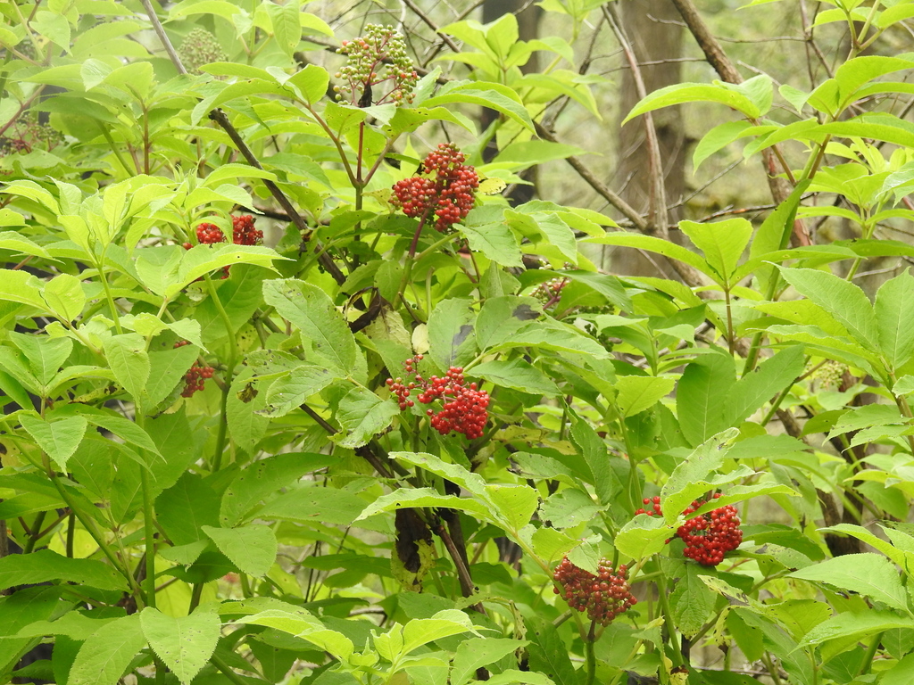 red-berried elder from California, USA on June 12, 2023 at 11:50 AM by ...