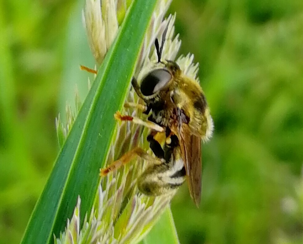 Microdon devius from Кстовский р-н, Нижегородская обл., Россия on June ...