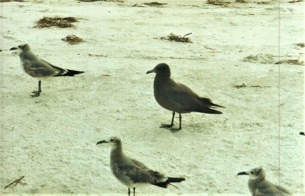 Heermann's Gull from Pinellas County, FL, USA on October 30, 2000 by ...
