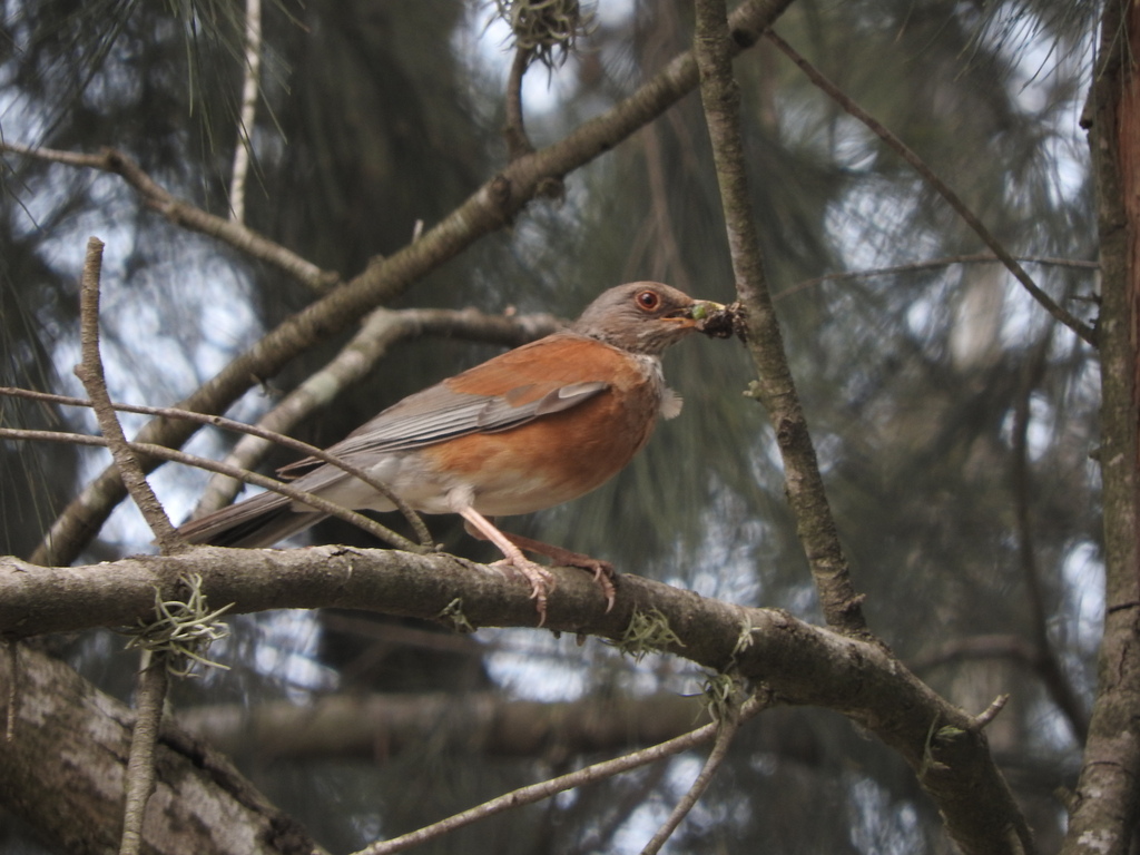 Rufous-backed Robin from Centro, 94760 Acultzingo, Ver., México on June ...