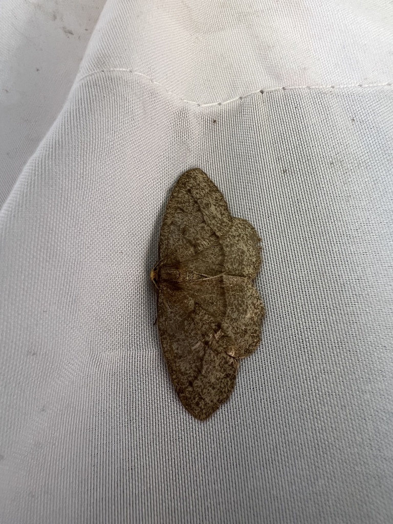 Curved-lined Looper Moth from New Germany State Park, Grantsville, MD ...