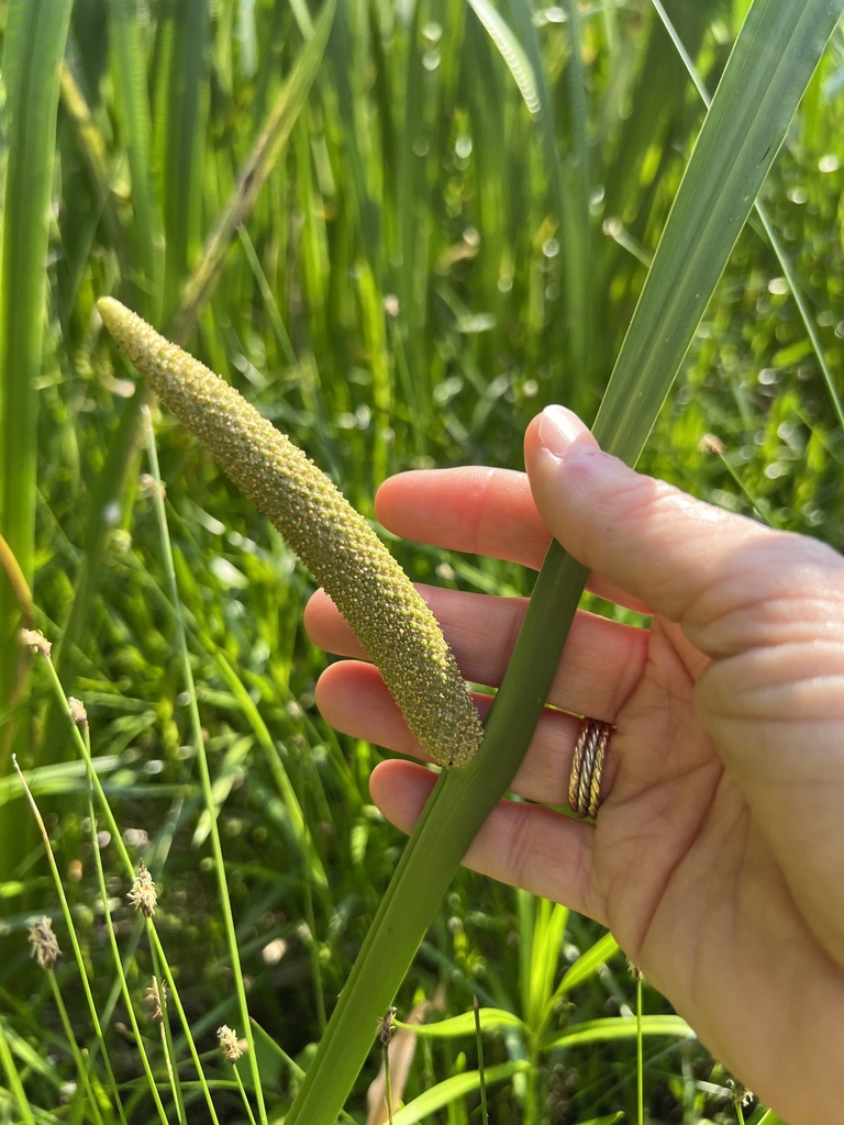Eurasian Sweet-Flag from Garrett County, US-MD, US on June 10, 2023 at ...