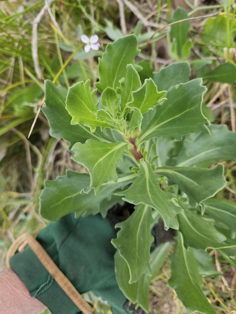 Bietou from Mosquito Bay on June 13, 2023 at 02:16 PM by brombat ...