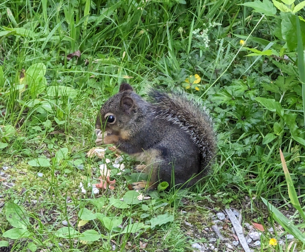 Douglas' Squirrel from Vancouver, BC V6G, Canada on June 12, 2023 at 07 ...