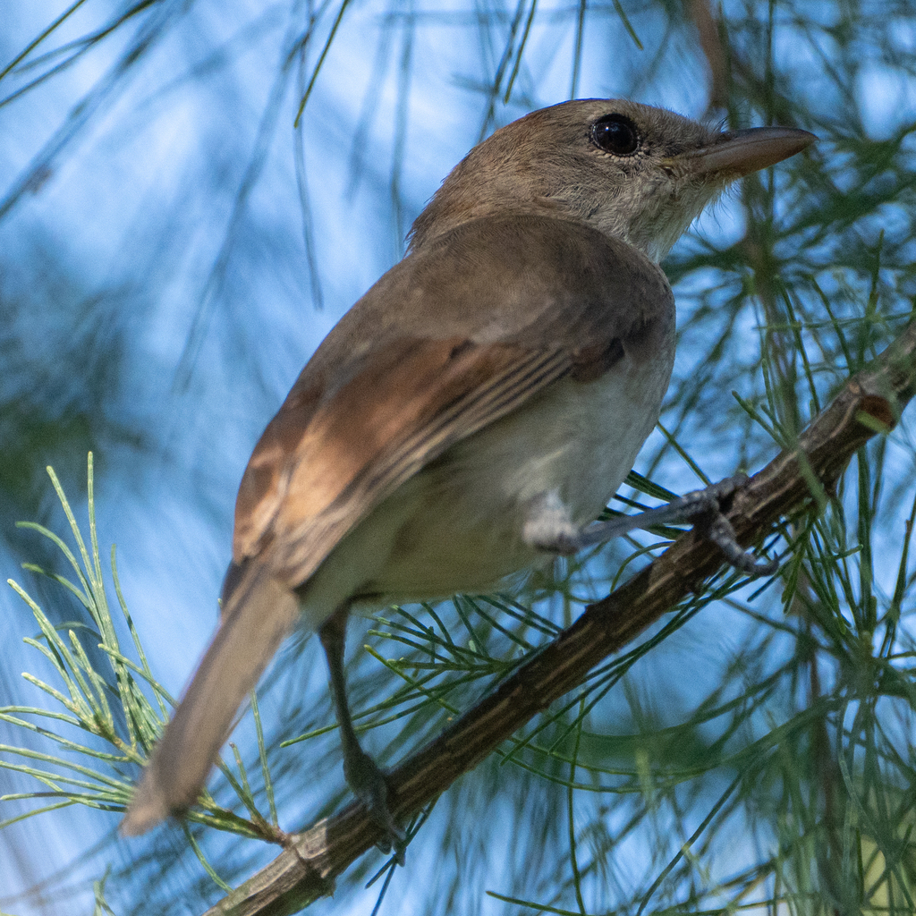 Grey Whistler from Darwin NT, Australia on June 12, 2023 at 01:08 PM by ...