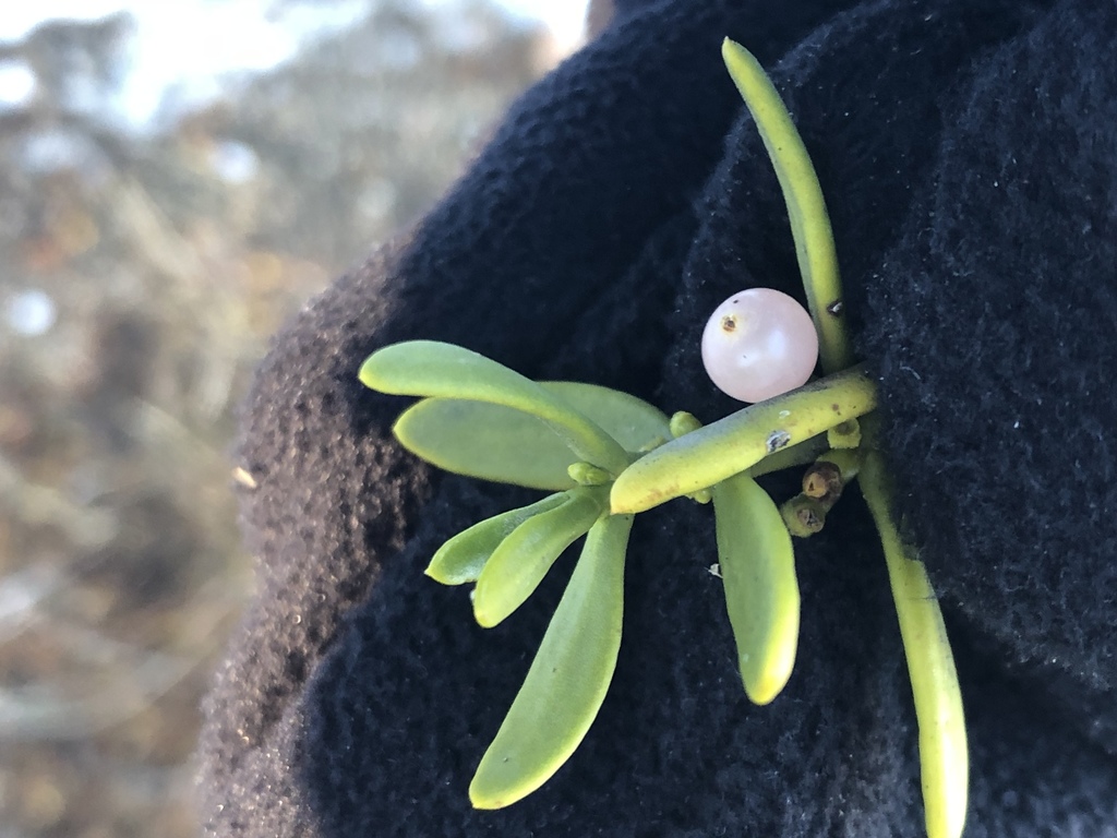 Fir Mistletoe from San Bernardino National Forest, Angelus Oaks, CA, US ...
