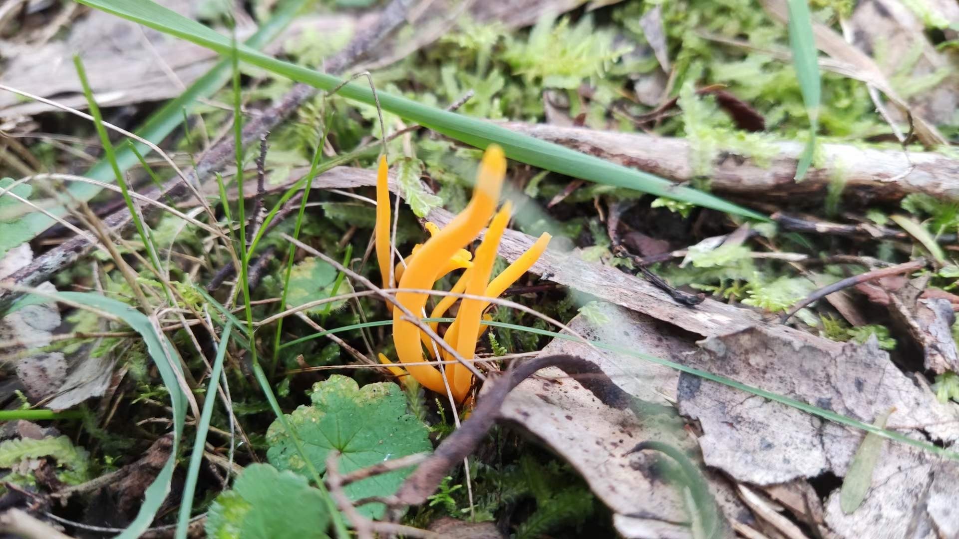 Clavulinopsis amoena (Zoll. & Moritzi) Corner