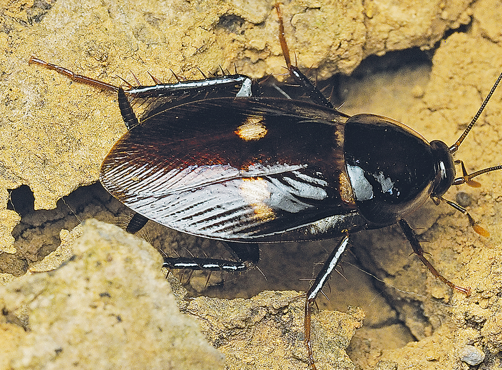 Allacta from Castlerock, Karnataka, India on June 10, 2023 at 10:29 AM ...