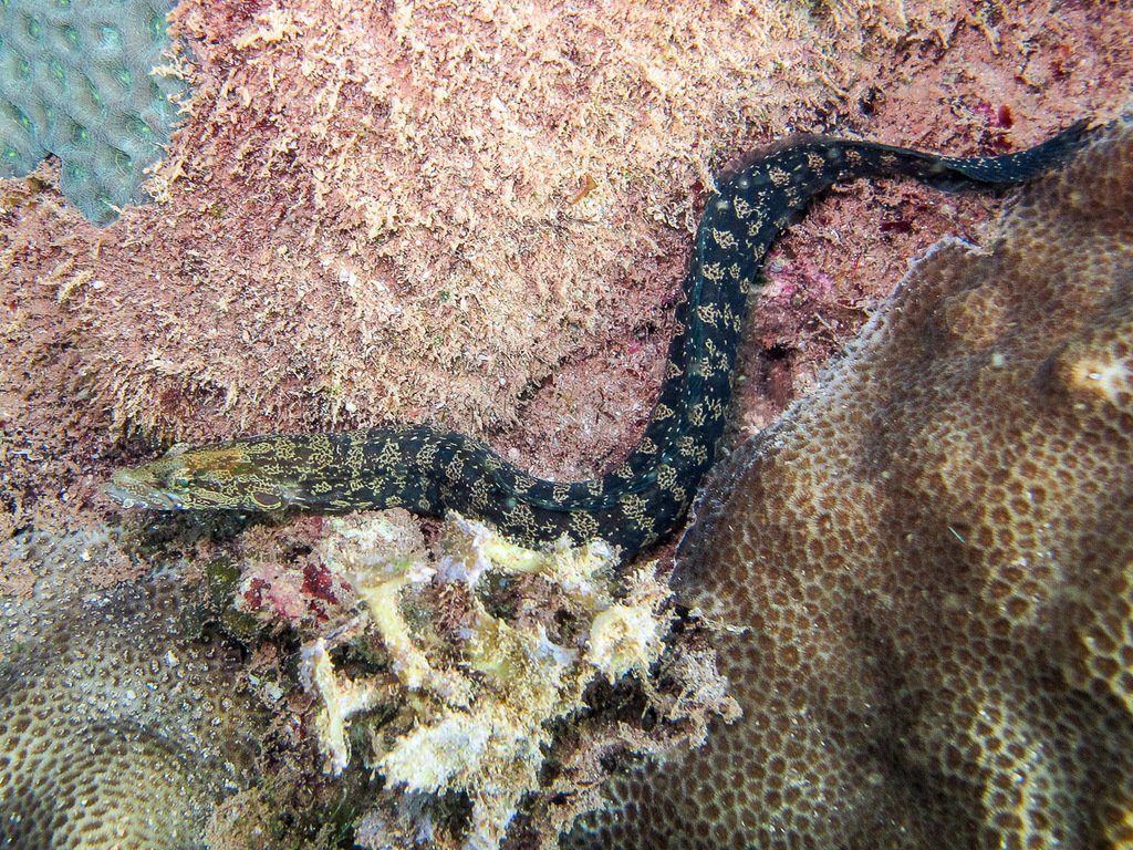 (Congrogadus) - Marine Life Identification