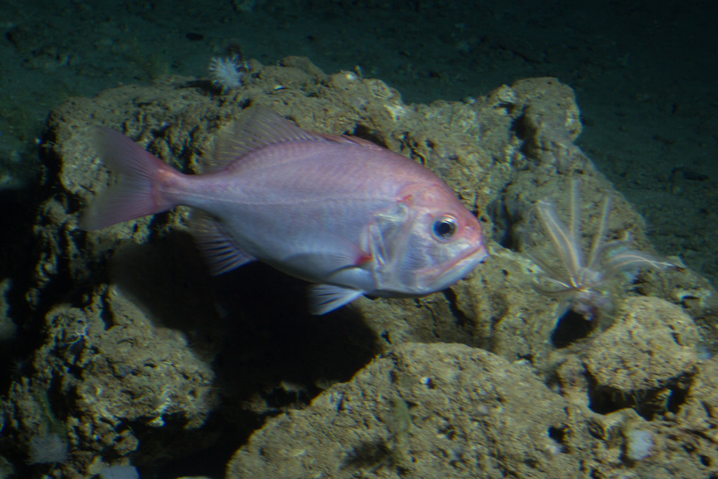 Lanterneyes, fangtooths and allies (Trachichthyiformes) - Marine Life ...