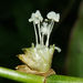 False Bromeliad Plant (Callisia fragrans) · iNaturalist