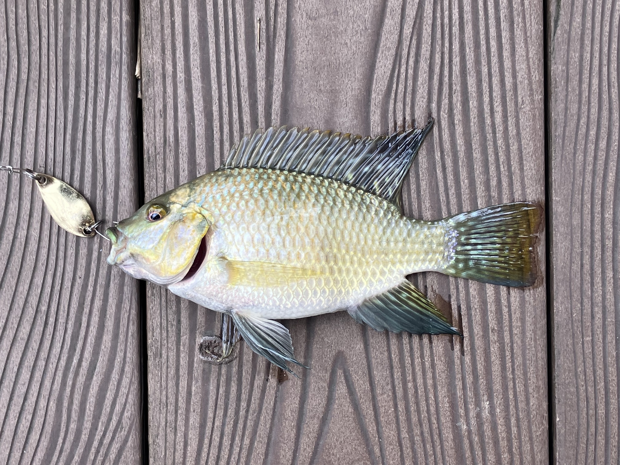 Coptodon zillii (Gervais, 1848)