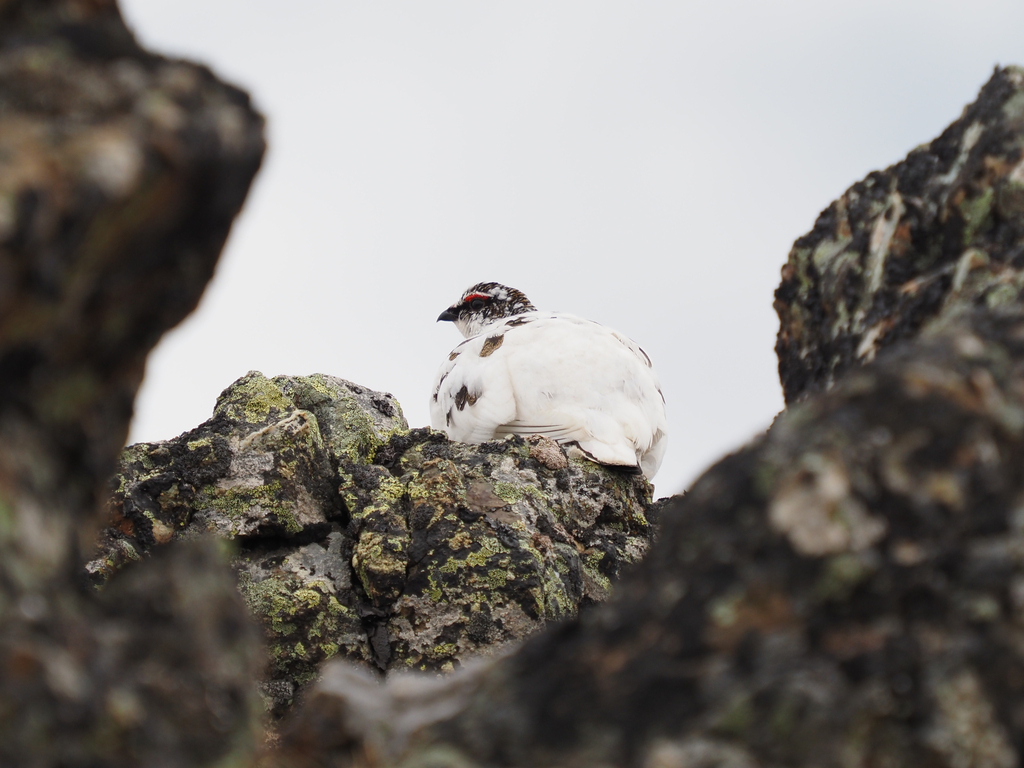 Rock Ptarmigan from Anchorage, AK, USA on June 10, 2023 at 10:45 AM by ...