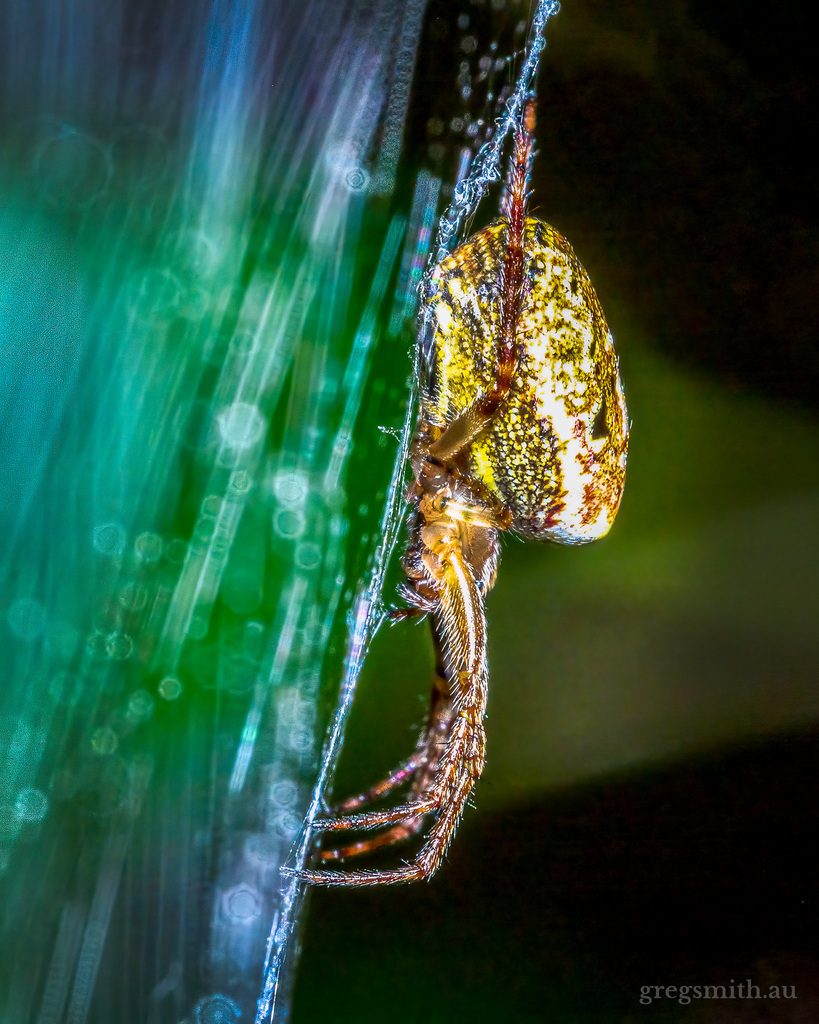 Eastern Bush Orbweaver from Evandale SA 5069, Australia on June 12 ...
