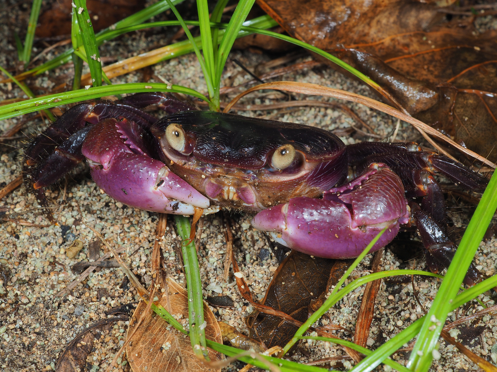 Little Nipper (Decapoda (crabs) of the British Indian Ocean Territory ...