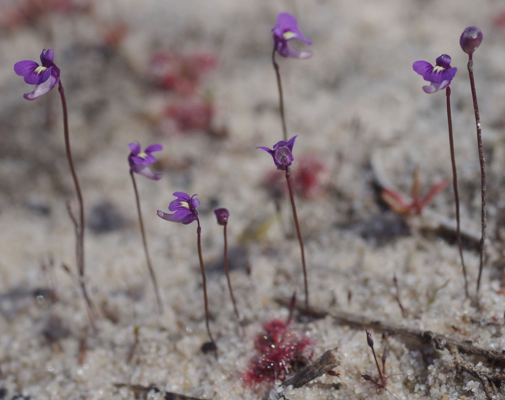 Utricularia violacea from Perth WA, Australia on October 31, 2017 at 09:08 AM by Russell Cumming ...