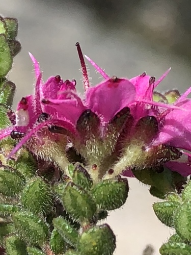 Agathosma zwartbergense · iNaturalist