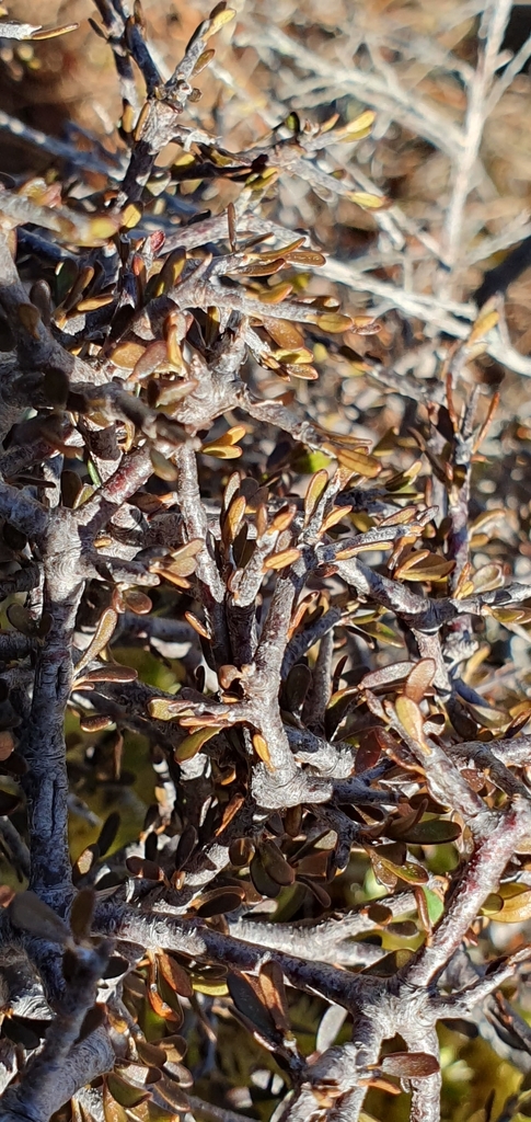 Pittosporum anomalum from Maitai, Nelson, New Zealand on June 10, 2023 ...