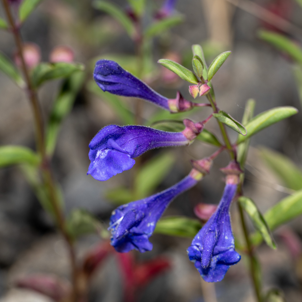 Narrowleaf Skullcap (CKISS EcoGarden plant list) · iNaturalist