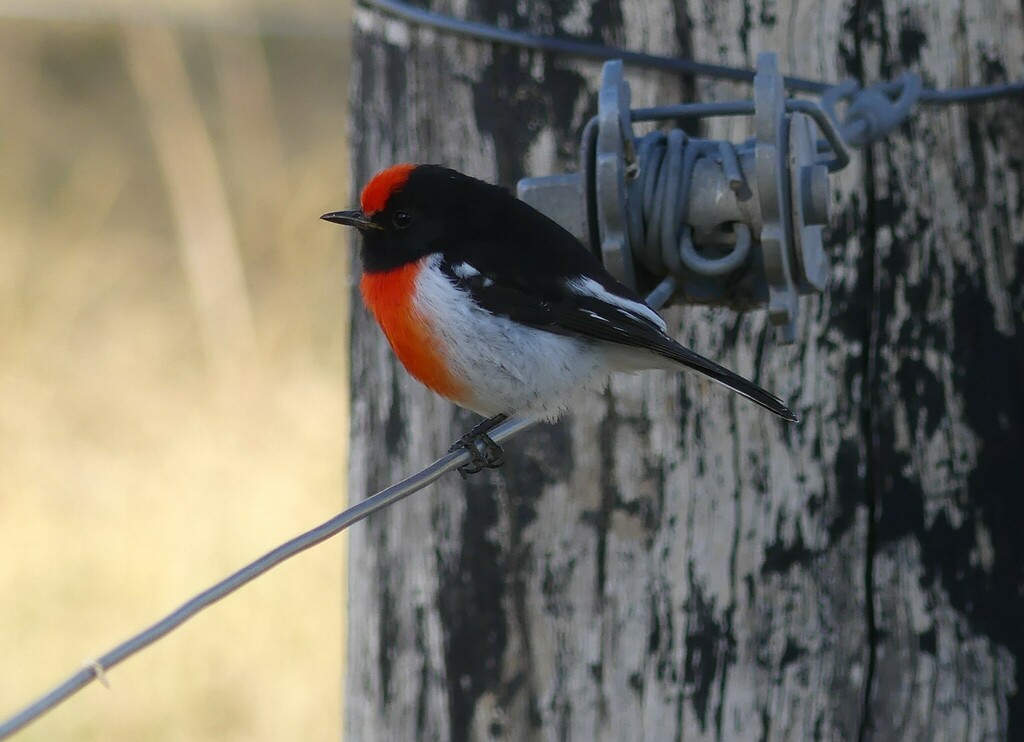 Red-capped Robin from Jerrys Plains NSW 2330, Australia on June 9, 2023 ...
