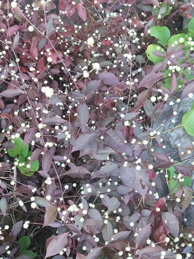 Ruby Leaf from Yorkeys Knob QLD 4878, Australia on June 13, 2023 at 04: ...