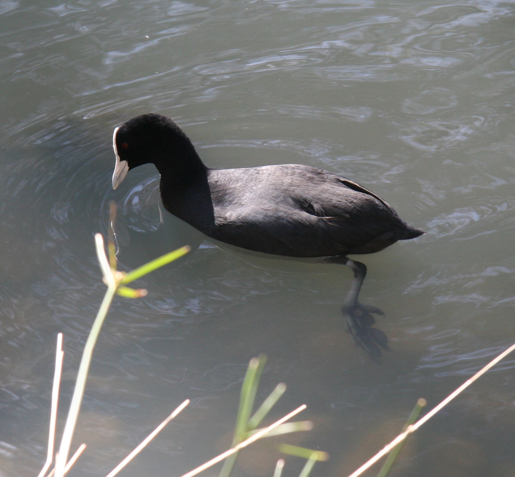Australasian Coot from Cleland, Adelaide Hills -Ranges, South Australia ...