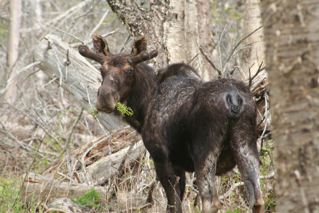 Northwestern Moose from Keweenaw County, MI, USA on May 24, 2023 at 04: ...