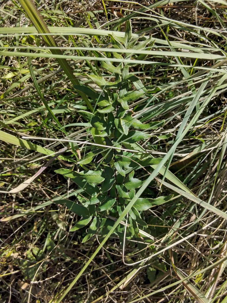 Green Cliff Brake from North Kellyville NSW 2155, Australia on June 13 ...
