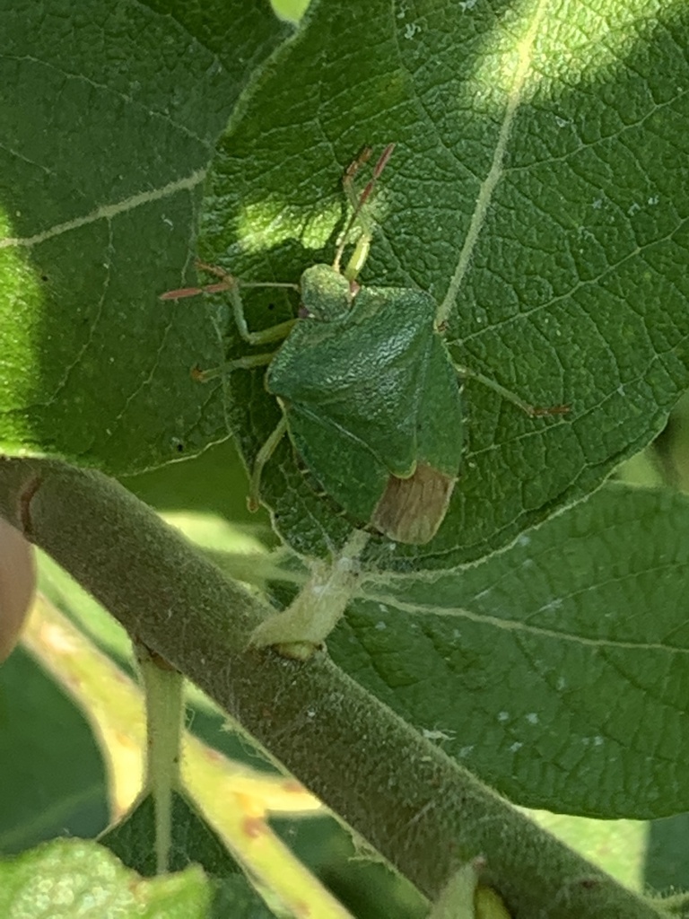 Green Shield Bug from Relief Channel, King's Lynn, England, GB on June ...