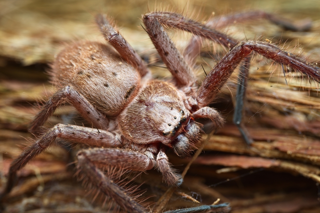 Grey Huntsman from One Tree Hill, Auckland, New Zealand on June 11 ...