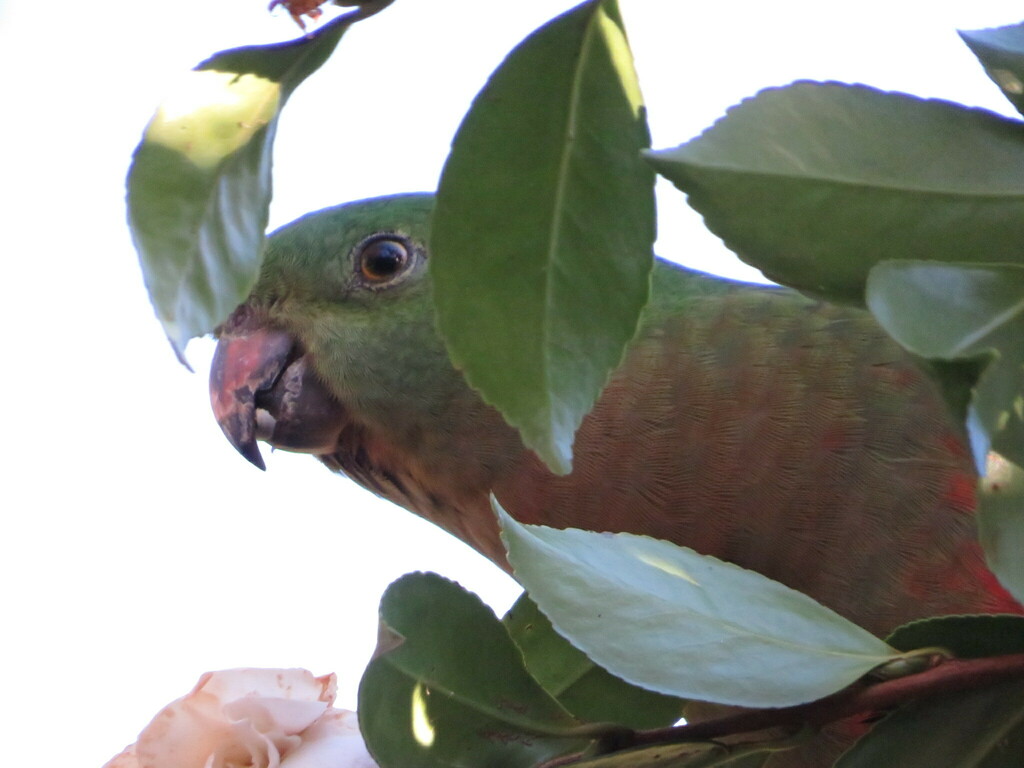Australian King-Parrot from Blue Mountains NSW, Australia on June 9 ...