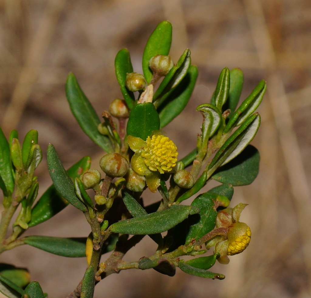 pale turpentine bush from Nelson VIC 3292, Australia on December 6 ...
